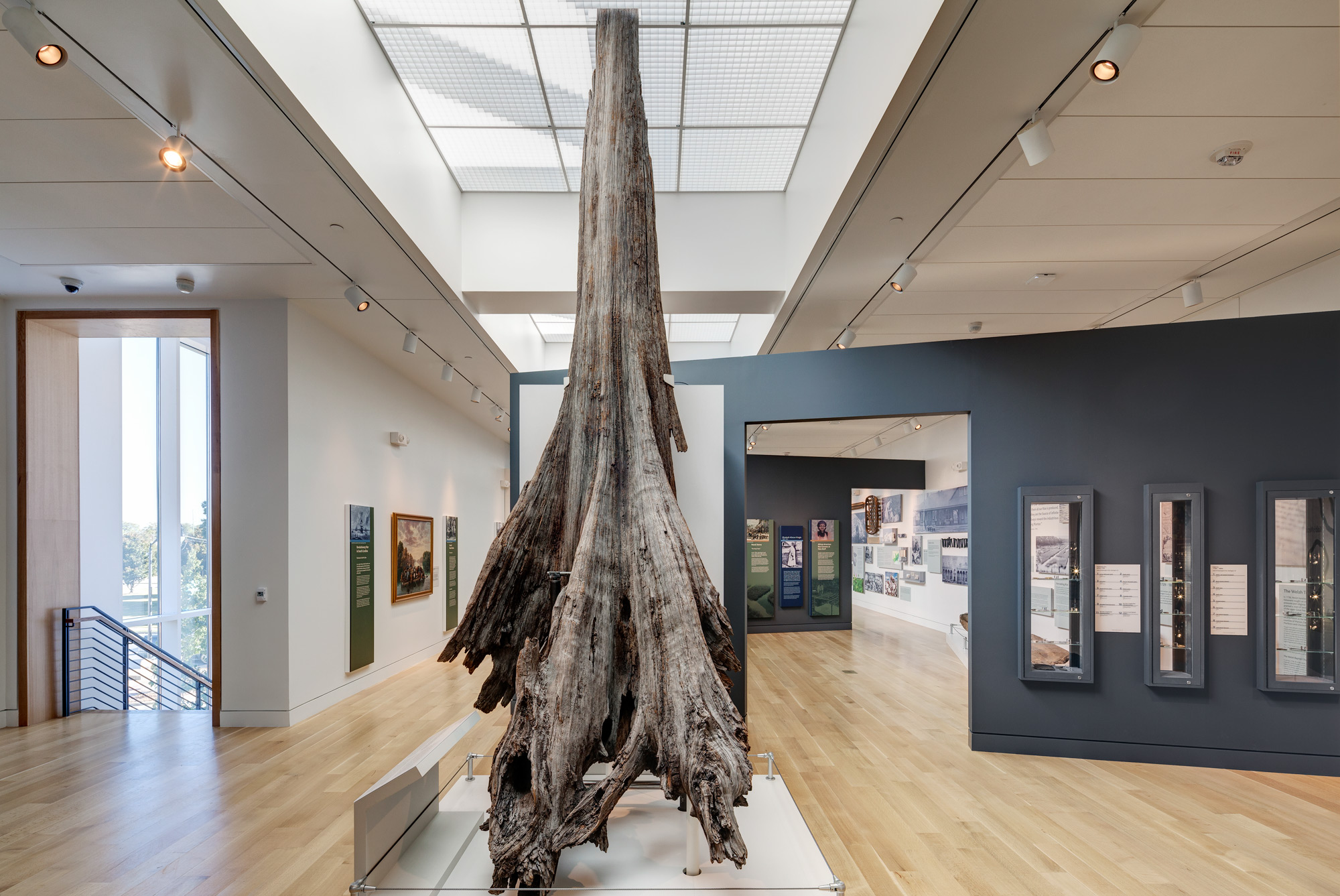 Florence-County-Museum-Pee-Dee-History-Gallery-Ancient-Cypress ...