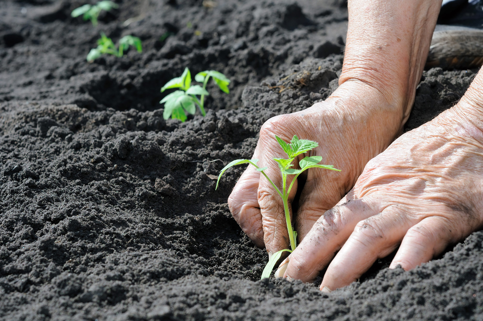 Garden_79728688-planting-hands | Florence County Museum