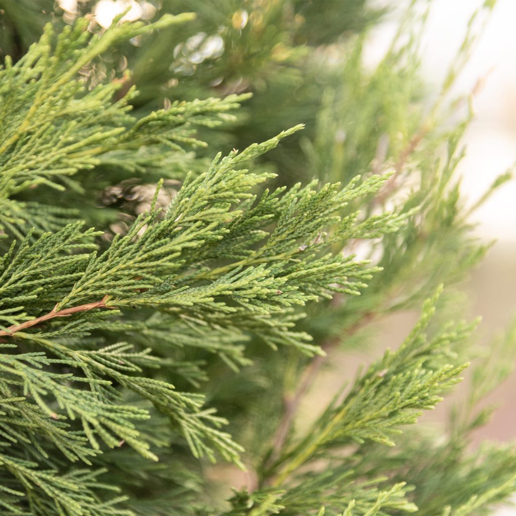 Plant Info | Florence County Museum